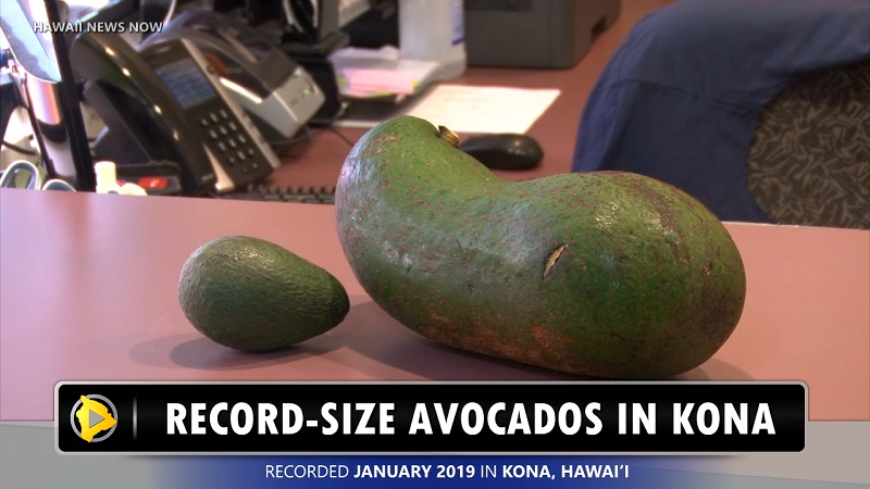 Hawaiian Farmer Grows Record-Breaking 6-Pound Avocados | NextShark.com