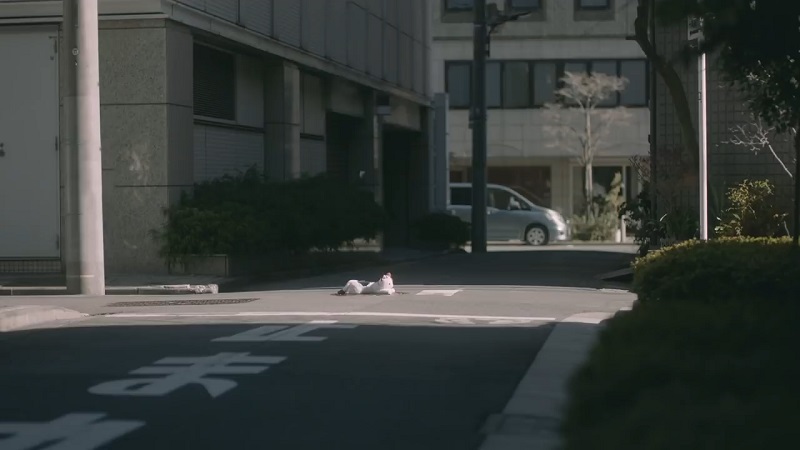 Animal Psychologists in Japan Create Traffic Safety Video… for Cats ...