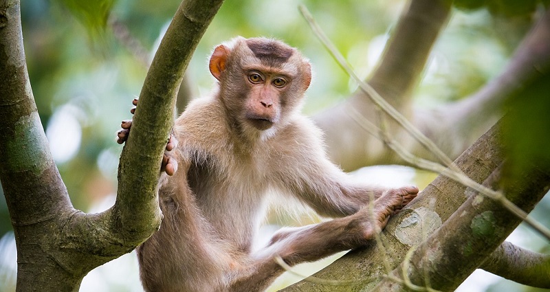 Chinese Scientists Added Human Genes in Monkey Brains, And Only Half ...