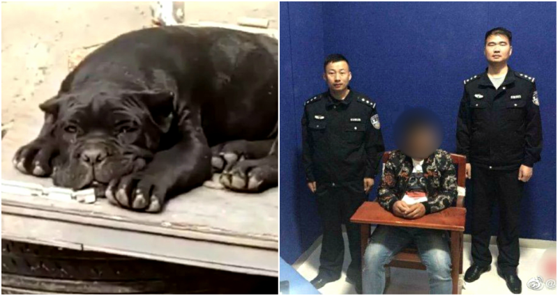 Chinese Man Arrested for 10 Days After Naming Dog ‘City Management ...