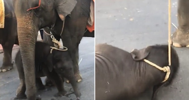 Exhausted Baby Elephant Collapses Next to Mom Giving Rides to Tourists ...