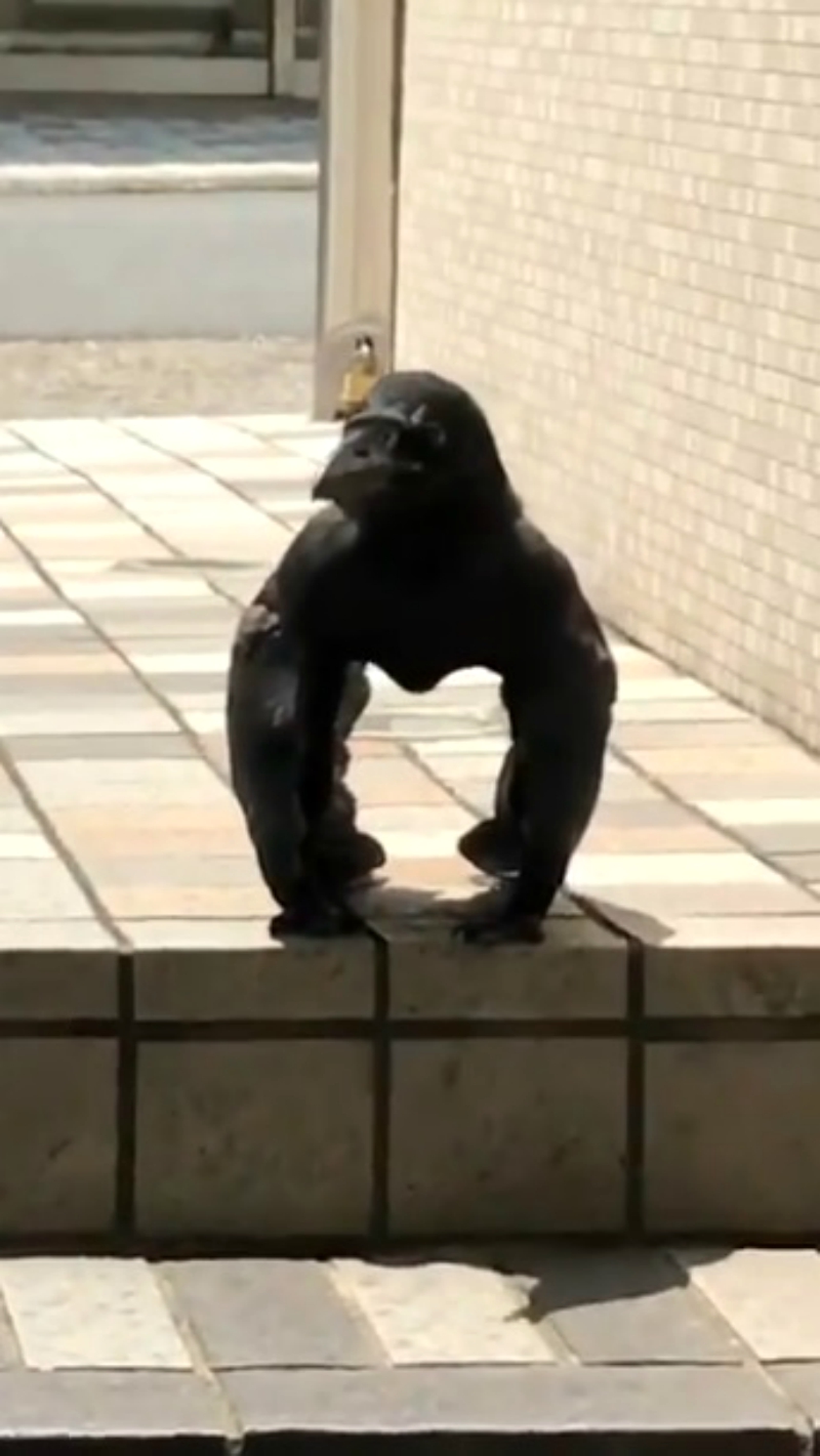 ‘Gorilla Crow’ from Japan is Freaking TF Out of People | NextShark.com