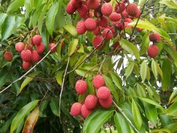 What’s the Right Way to Pronouce Lychee? | NextShark.com