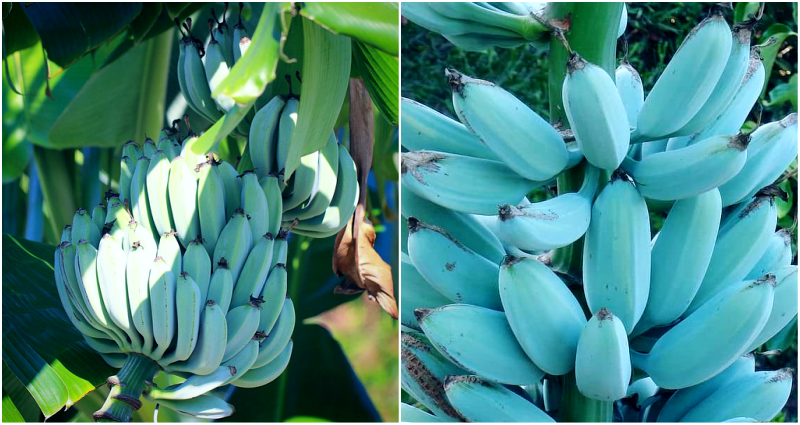 Rare Blue Bananas Exist But They Don't Taste Like Normal Bananas