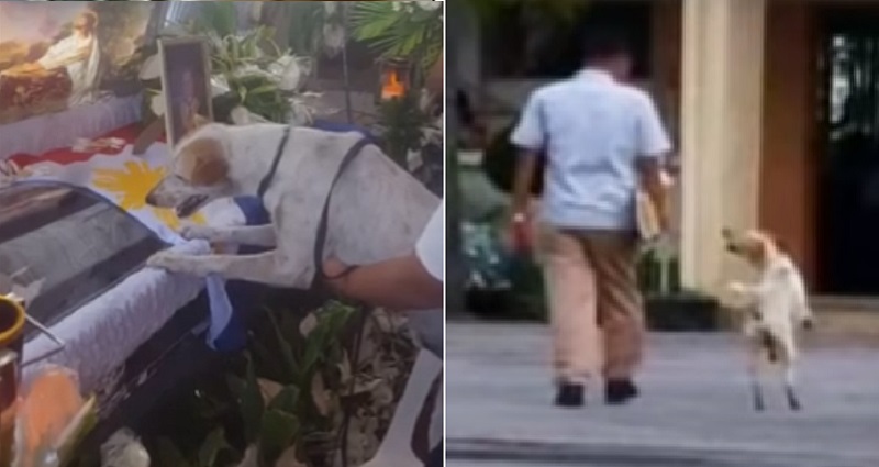 Viral Dog Who Refused to Leave Dead Owner's Side Dies