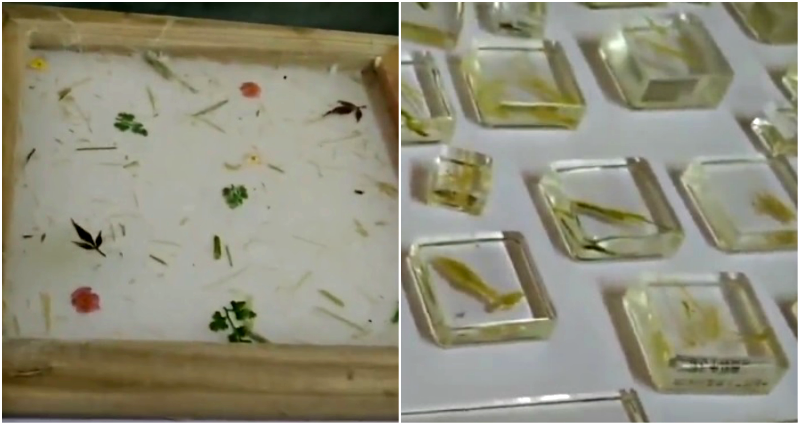 Chinese Zoo Gives Panda Poop Gifts as Souvenirs