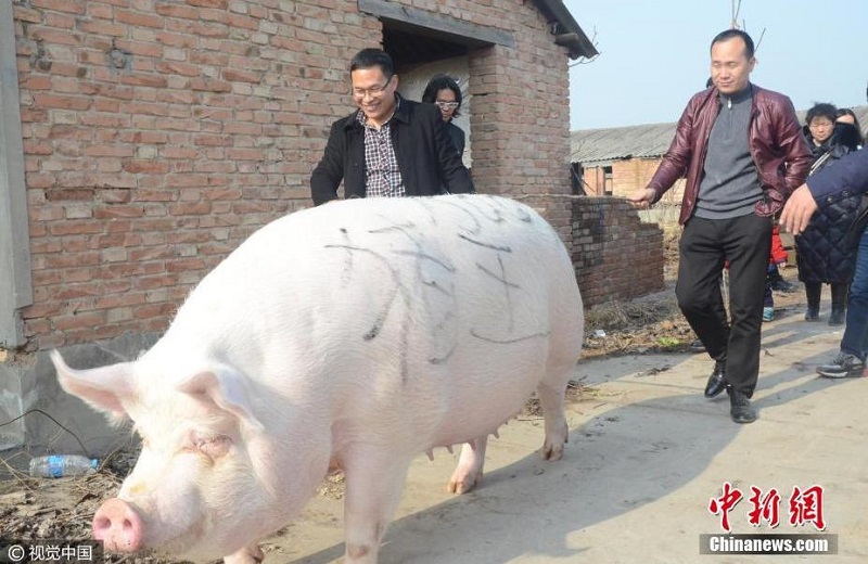 China is Now Breeding Giant 1,100-Pound Pigs Over Pork Shortage ...