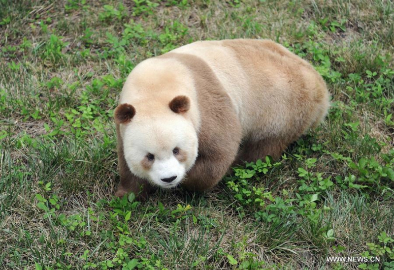 World’s Only Brown Panda Who Was Bullied as a Cub Finally Gets Adopted ...