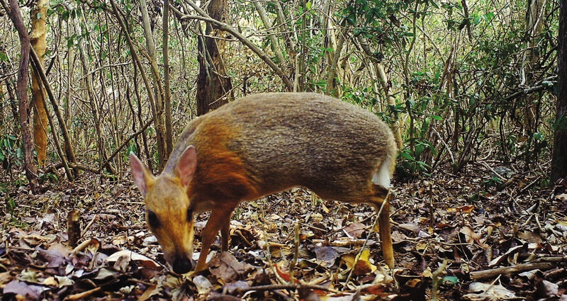 ‘Mouse-Deer’ Thought to Be Extinct Found in Vietnamese Forest 30 Years ...