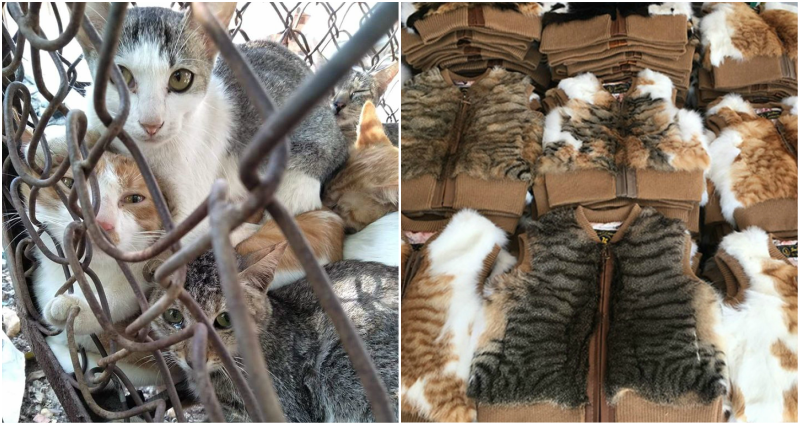 Butchers in China Accused of Boiling Cats Alive to Make Purses and ...