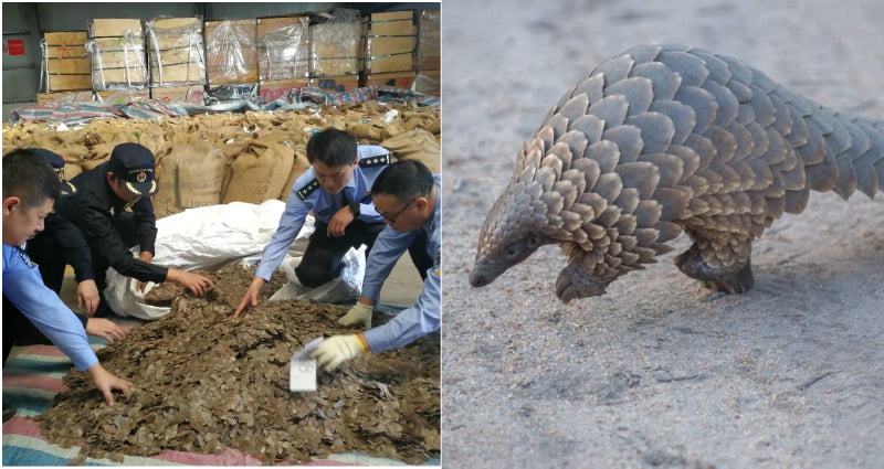 Chinese Police Seize 23 Tons of Scales From 50,000 Pangolins