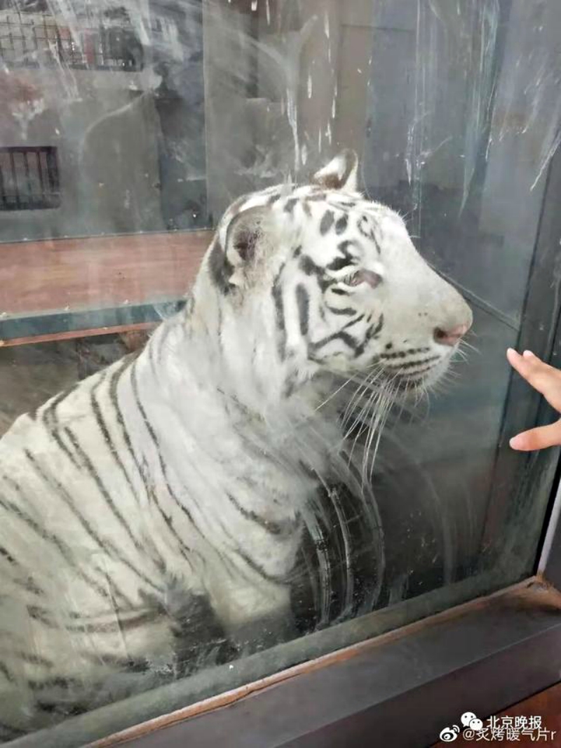 ‘Depressed’ Tiger Walks in Endless Circles at Beijing Zoo | NextShark.com