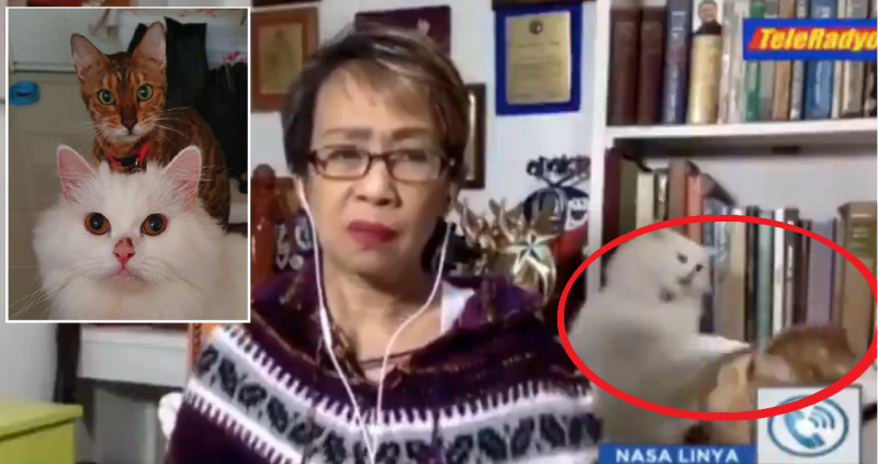 Filipino Journalist Stays Completely Cool as Cats Fight During TV Interview