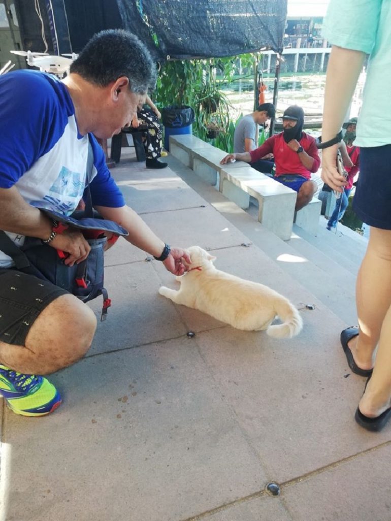 Thai Watermelon Farmers Hire Grumpy Cat as Supervisor | NextShark.com