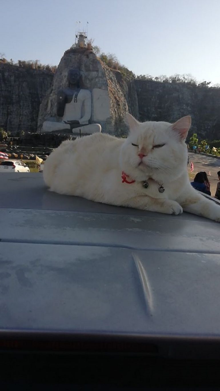 Thai Watermelon Farmers Hire Grumpy Cat as Supervisor | NextShark.com