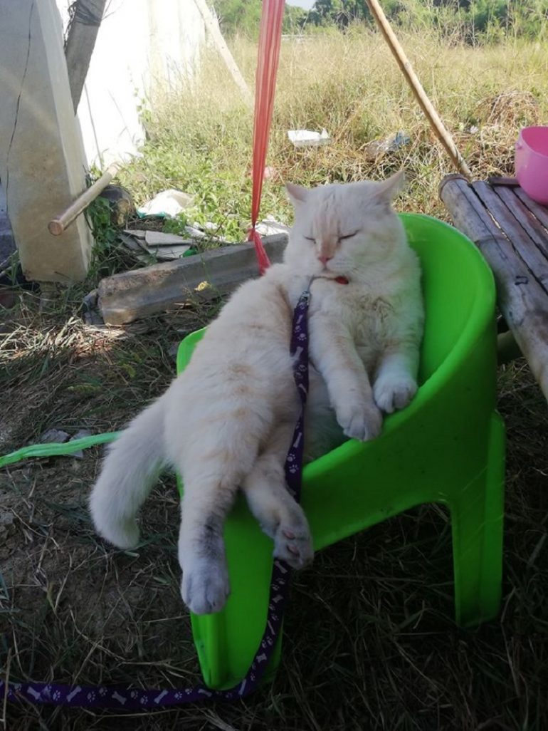 Thai Watermelon Farmers Hire Grumpy Cat as Supervisor | NextShark.com