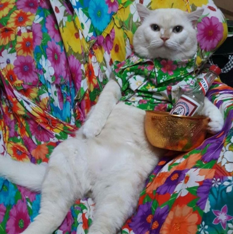 Thai Watermelon Farmers Hire Grumpy Cat as Supervisor | NextShark.com