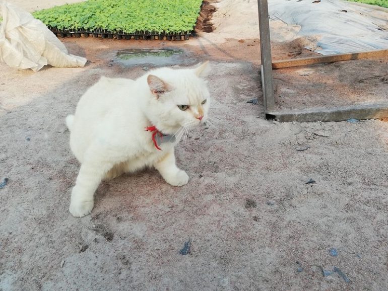 Thai Watermelon Farmers Hire Grumpy Cat as Supervisor | NextShark.com