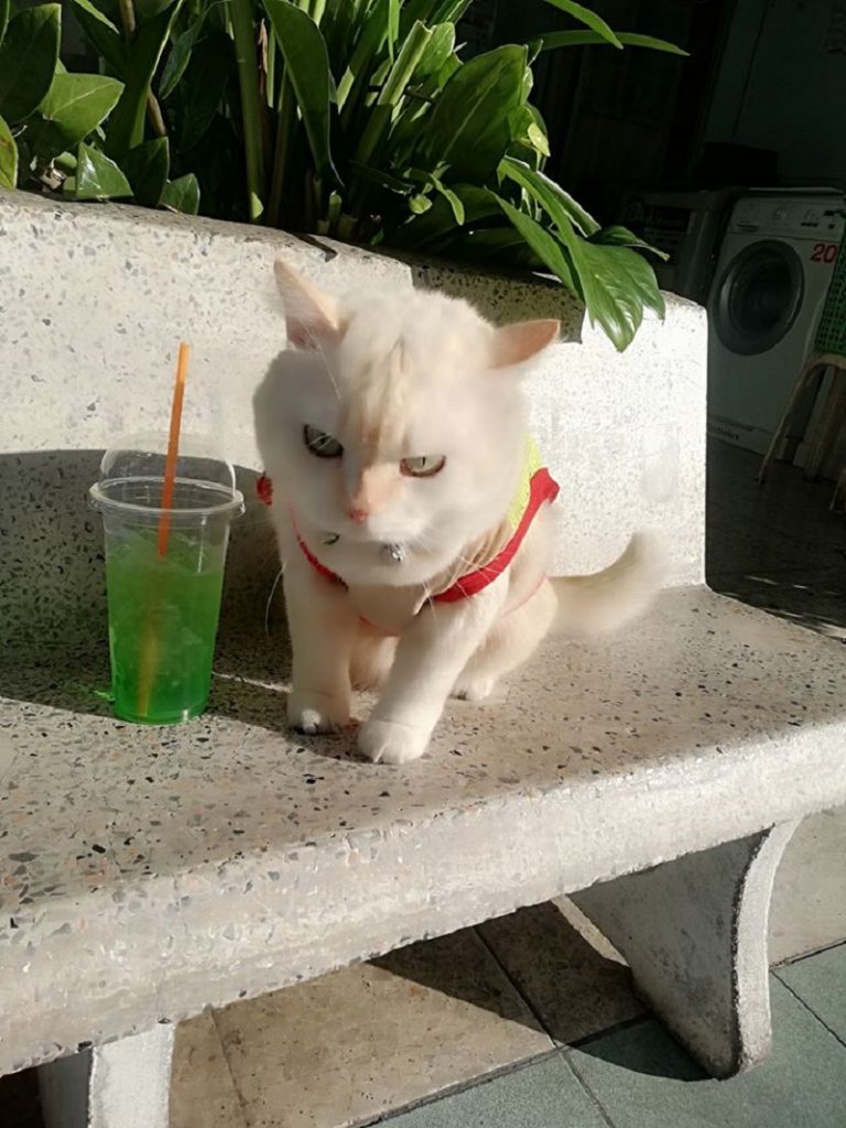 Thai Watermelon Farmers Hire Grumpy Cat as Supervisor | NextShark.com