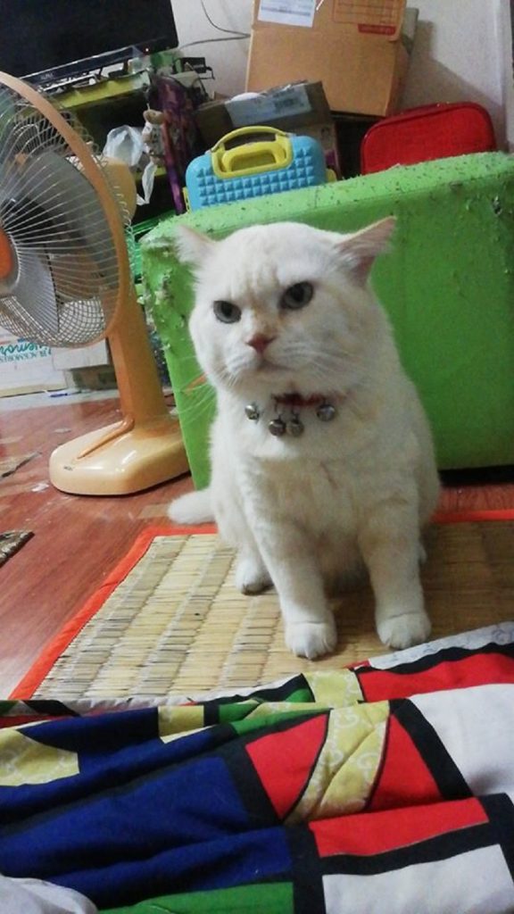 Thai Watermelon Farmers Hire Grumpy Cat as Supervisor | NextShark.com