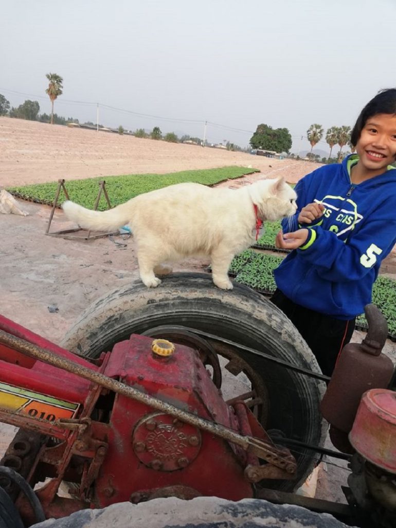 Thai Watermelon Farmers Hire Grumpy Cat as Supervisor | NextShark.com