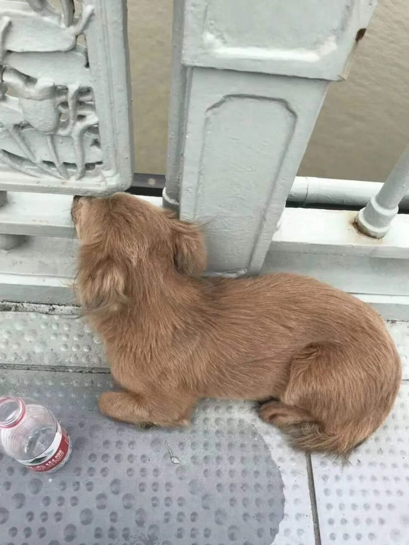 Dog Waits for 4 Days on a Bridge After Owner Jumps Off | NextShark.com