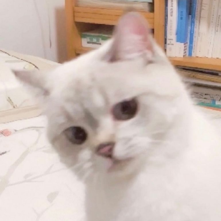 Ridiculously Expressive Cat in China Goes Viral | NextShark.com
