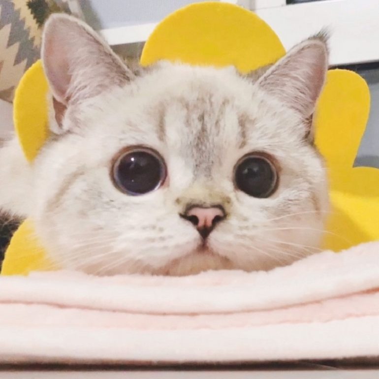 Ridiculously Expressive Cat in China Goes Viral | NextShark.com