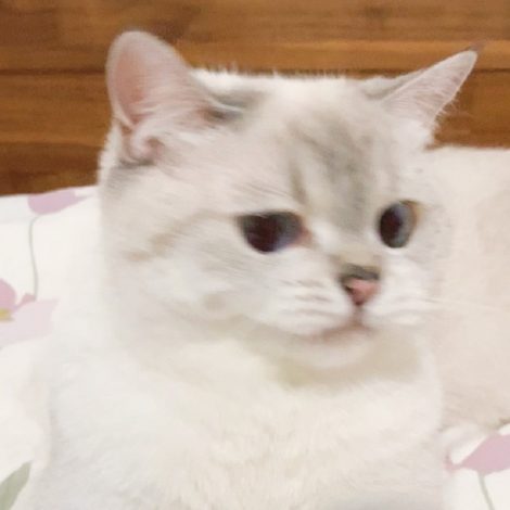 Ridiculously Expressive Cat in China Goes Viral | NextShark.com