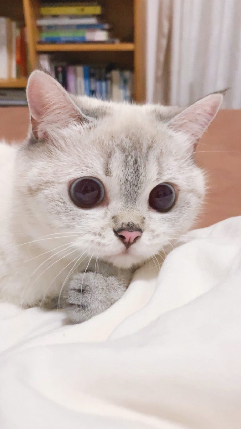 Ridiculously Expressive Cat in China Goes Viral | NextShark.com