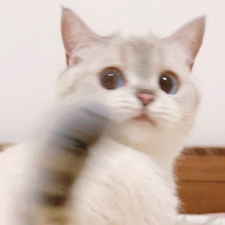 Ridiculously Expressive Cat in China Goes Viral | NextShark.com