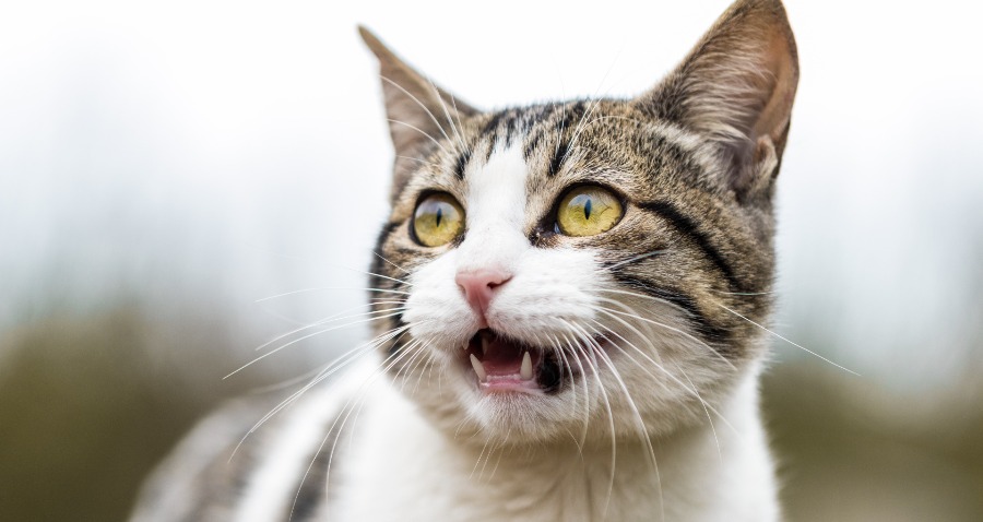 Drug Smuggling Cat Successfully Breaks Out of Prison in Sri Lanka