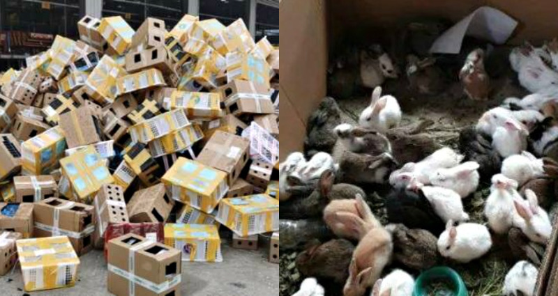 5,000 Cats, Dogs and Other Pets Found DEAD in Boxes at a Shipping ...