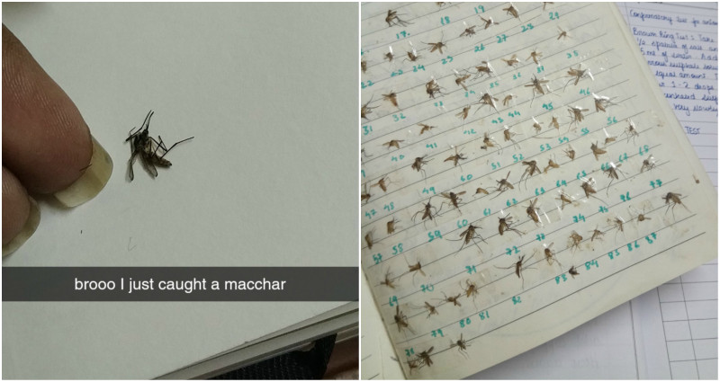 Woman Goes Viral After Showing Off Every Mosquito She's Killed