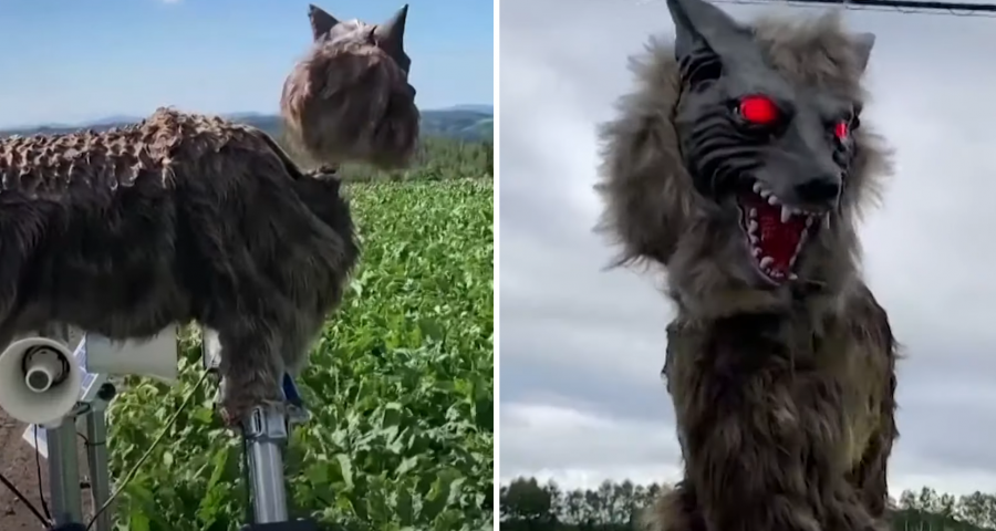 Japanese City Now Uses Robot ‘Monster Wolves’ to Keep Bears Away ...