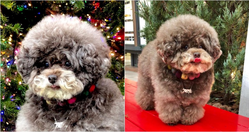 The Most ‘Bob Ross Looking’ Dog Has Passed Away in Japan