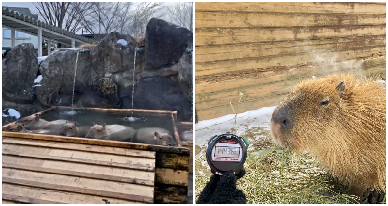 'Top Contender' Capybara Wins Japan's Annual Hot Spring Bath Competition