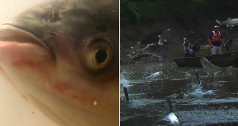 Racism concerns push US agencies to rename the invasive ‘Asian carp ...