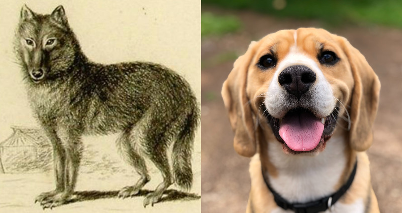 DNA linking dogs to extinct wolves suggests man's best friend may have ...