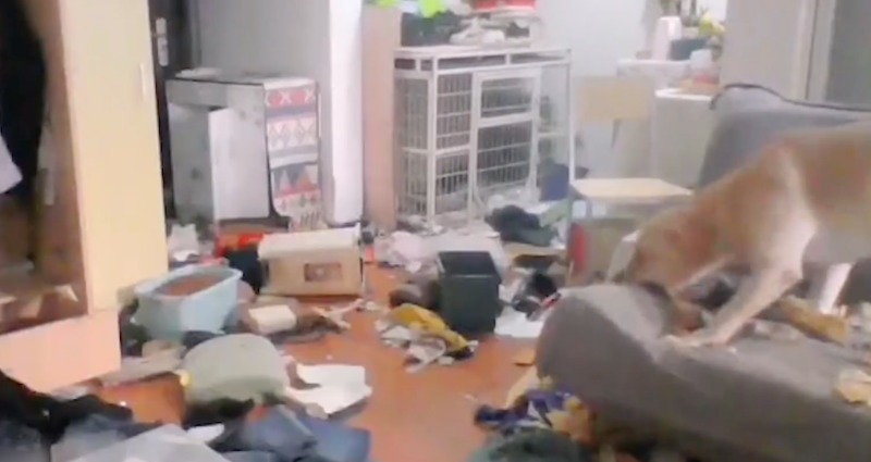 Chinese woman in strict quarantine helplessly watches her dog destroy ...