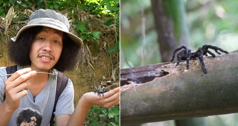 Thai YouTuber discovers the only known bamboo-dwelling tarantula ...