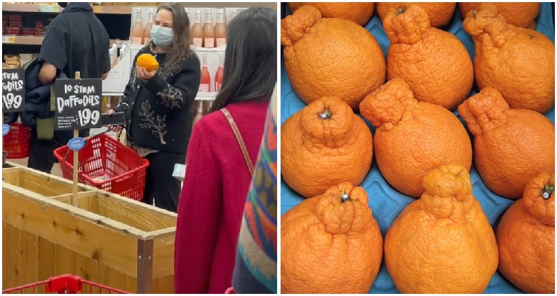 Sumo oranges: the Japanese citrus sweeping TikTok