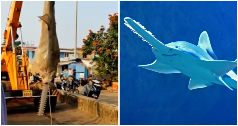 Video: Critically endangered sawfish weighing 550 lbs netted off India ...