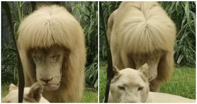 We're not lion: King of the jungle's mullet is mane attraction at ...