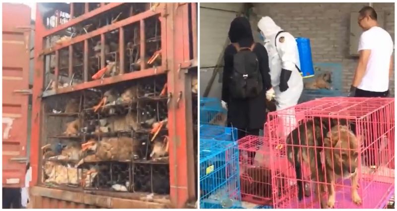 Controversial 10-day Yulin Dog Meat Festival set to kick off amid ...