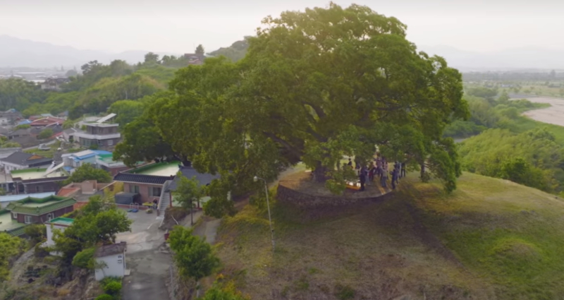 500-year-old tree from Netflix’s smash hit ‘Extraordinary Attorney Woo ...