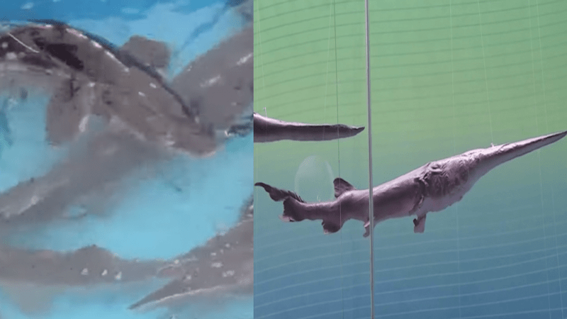 Iconic Chinese paddlefish and wild Yangtze sturgeon officially declared ... Iconic Chinese paddlefish and wild Yangtze sturgeon officially declared ...