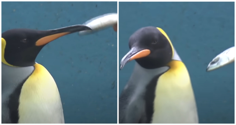 Adorable video shows picky penguins at Japanese aquarium refusing to ...
