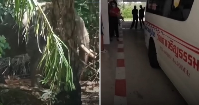 Overworked elephant rips Thai owner in half