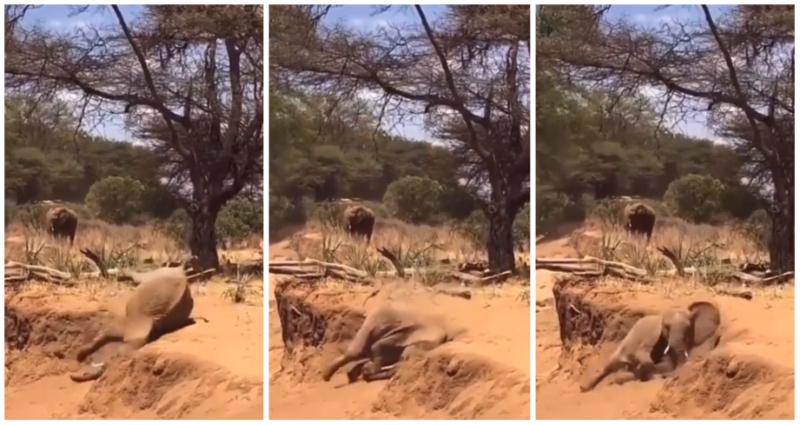 Elephant mom tries to teach her clumsy calf how to go down a slope in ...